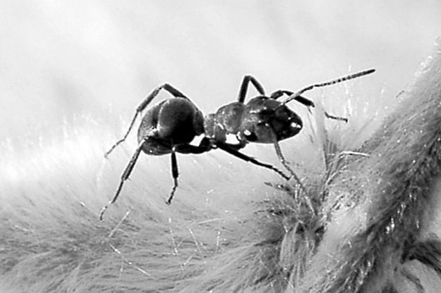 mravi - Hrvatska enciklopedija