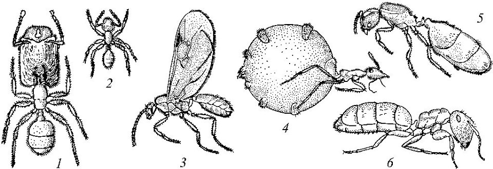 mravi - Hrvatska enciklopedija