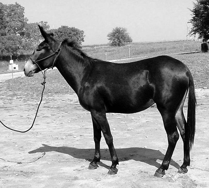 mula - Hrvatska enciklopedija