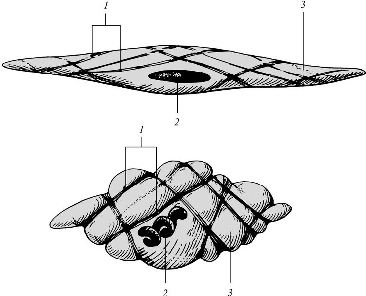 mišićni sustav - Hrvatska enciklopedija