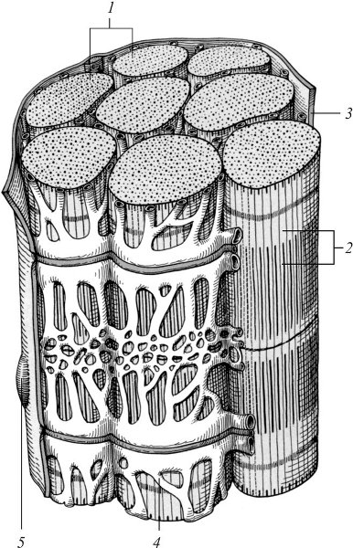 mišićni sustav - Hrvatska enciklopedija