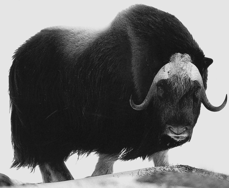 mošusno govedo - Hrvatska enciklopedija