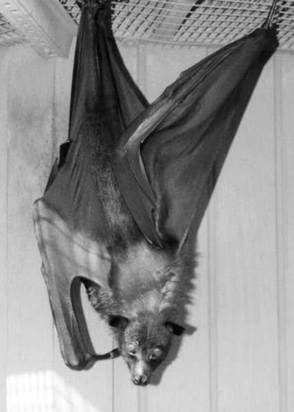 netopiri - Hrvatska enciklopedija