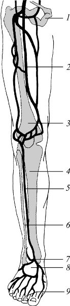 noga - Hrvatska enciklopedija