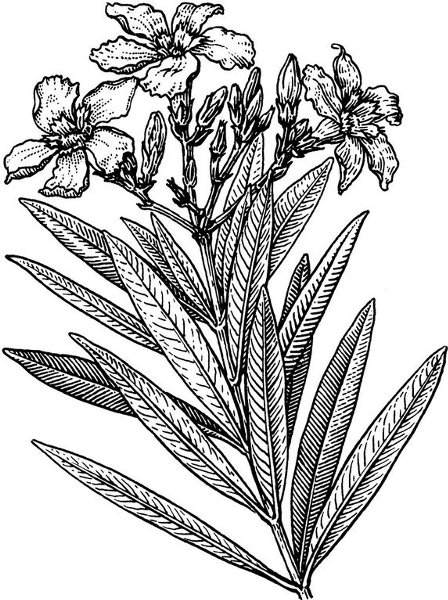 oleander - Hrvatska enciklopedija