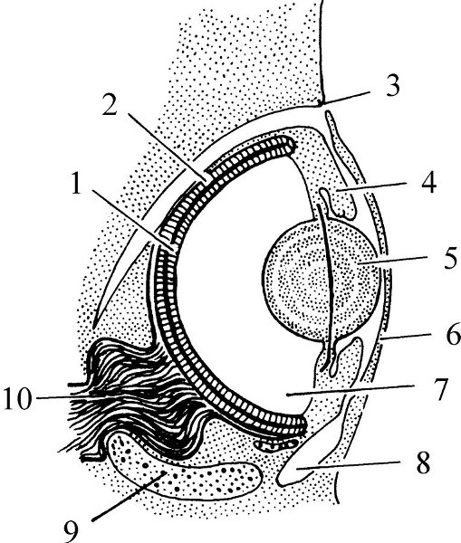 oko - Hrvatska enciklopedija
