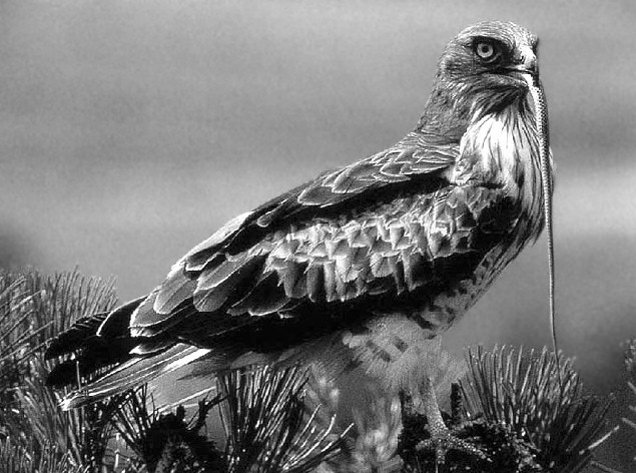 orlovi - Hrvatska enciklopedija