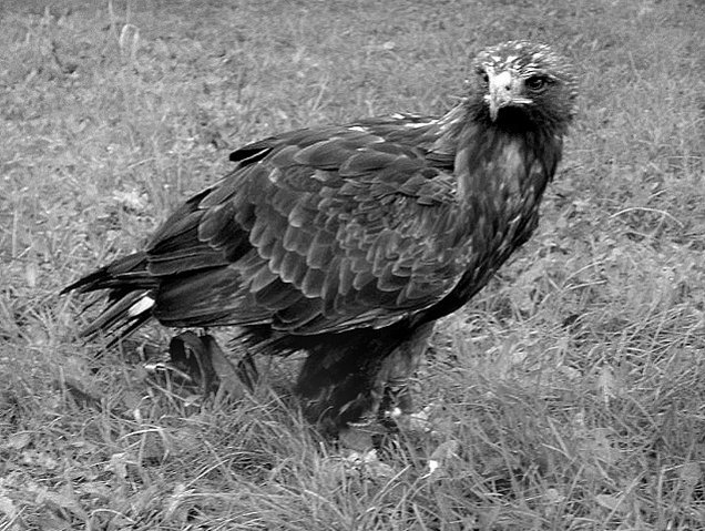 orlovi - Hrvatska enciklopedija