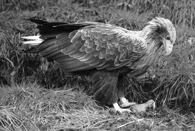 orlovi - Hrvatska enciklopedija