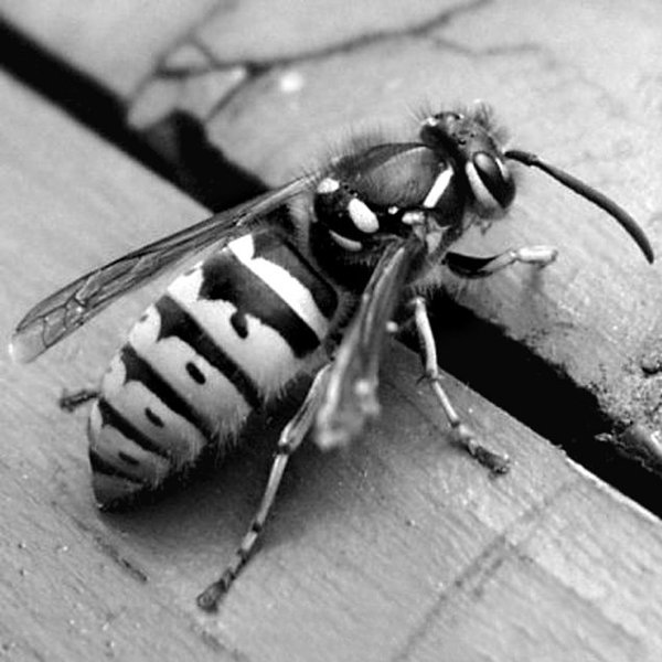 ose - Hrvatska enciklopedija