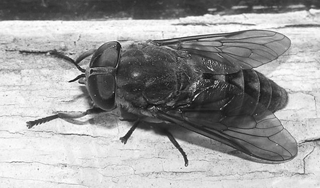 obadi - Hrvatska enciklopedija