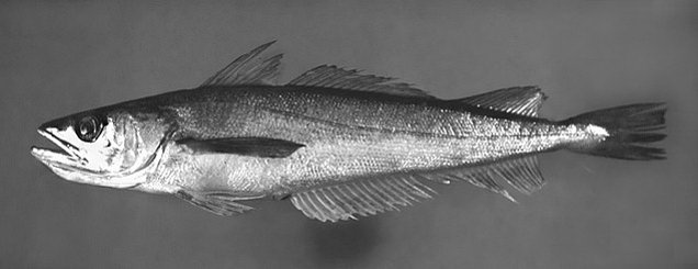 oslić - Hrvatska enciklopedija