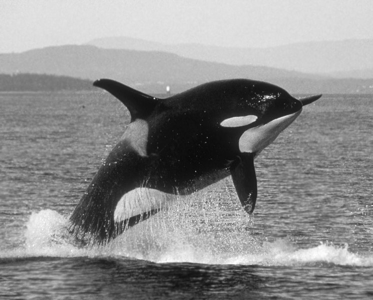 orka - Hrvatska enciklopedija
