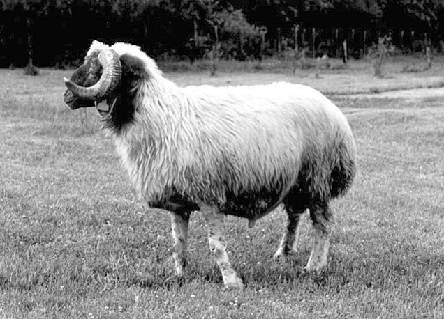 ovca, domaća - Hrvatska enciklopedija