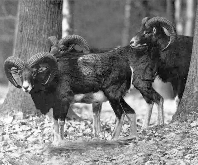 ovce - Hrvatska enciklopedija