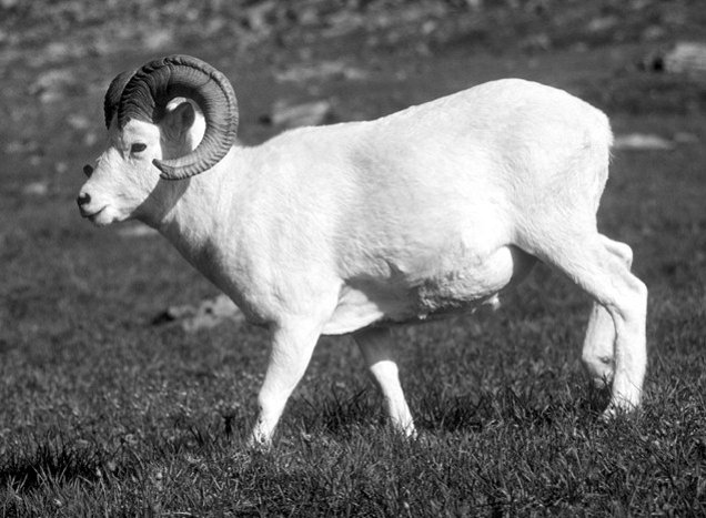 ovce - Hrvatska enciklopedija