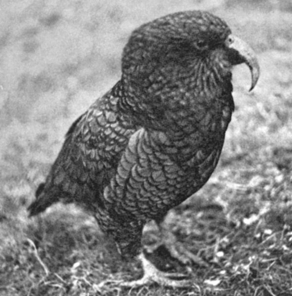 papige - Hrvatska enciklopedija