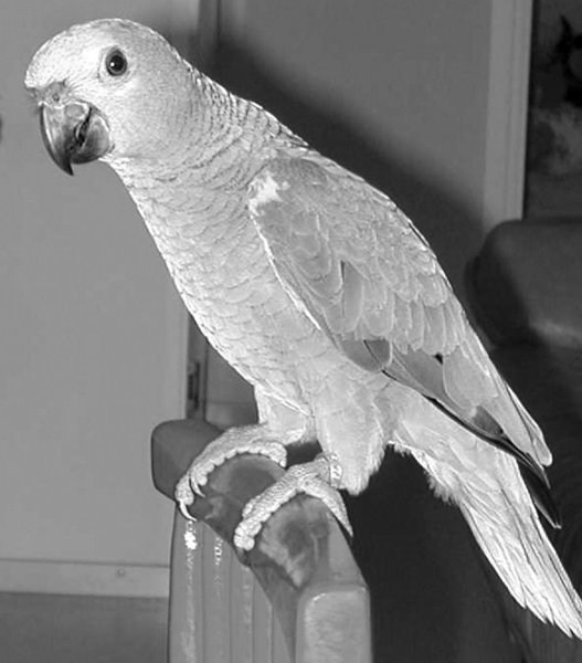 papige - Hrvatska enciklopedija