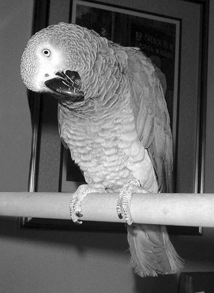 papige - Hrvatska enciklopedija