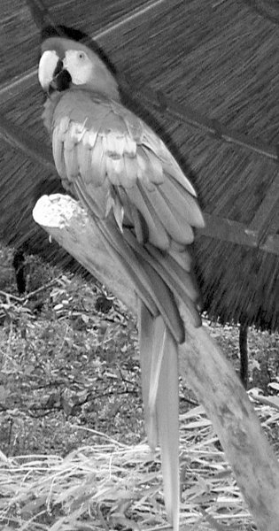 papige - Hrvatska enciklopedija