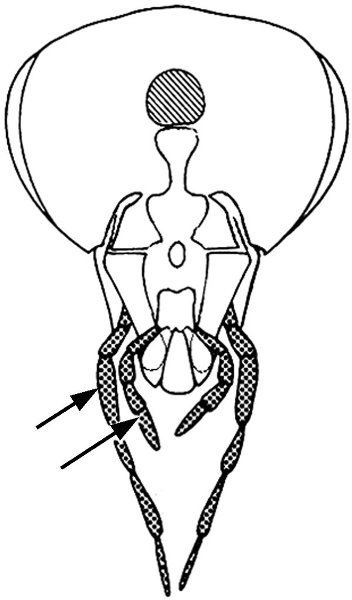 palpi - Hrvatska enciklopedija