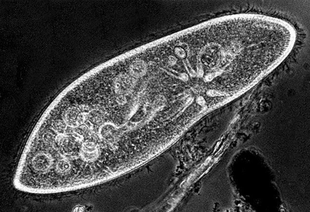 papučica - Hrvatska enciklopedija