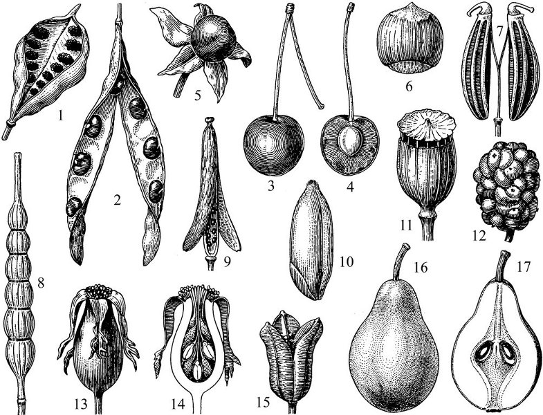 plod - Hrvatska enciklopedija