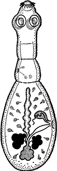pasja trakavica - Hrvatska enciklopedija