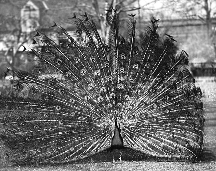 paun - Hrvatska enciklopedija