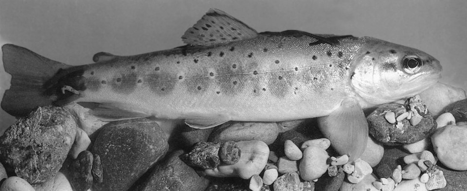 pastrve - Hrvatska enciklopedija