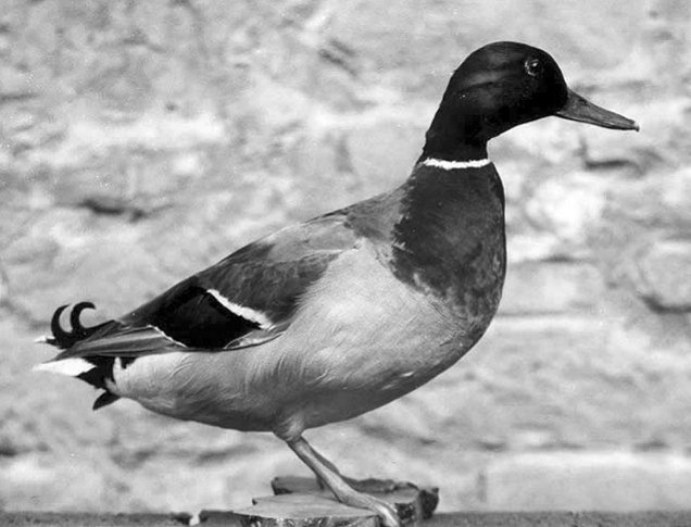 patke - Hrvatska enciklopedija