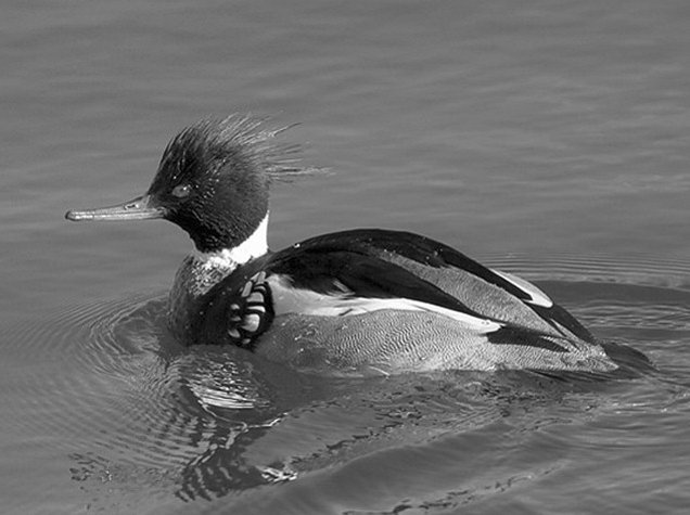 patke - Hrvatska enciklopedija