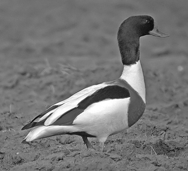 patke - Hrvatska enciklopedija