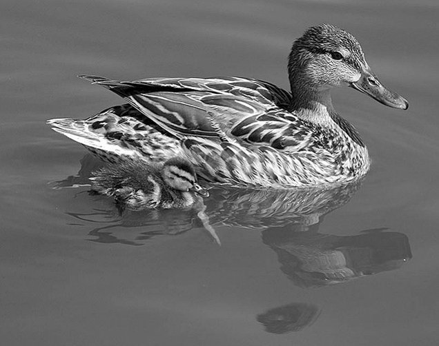 patke - Hrvatska enciklopedija