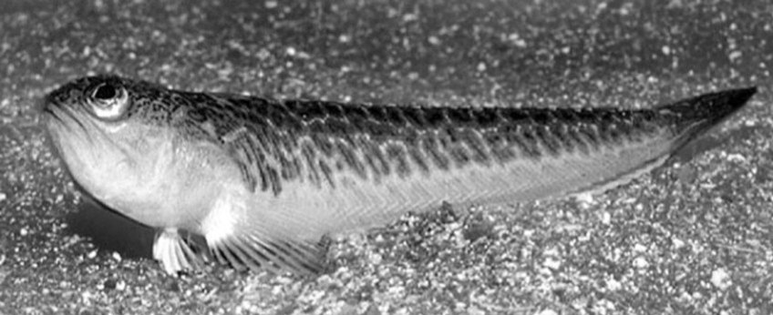 pauci, morski - Hrvatska enciklopedija