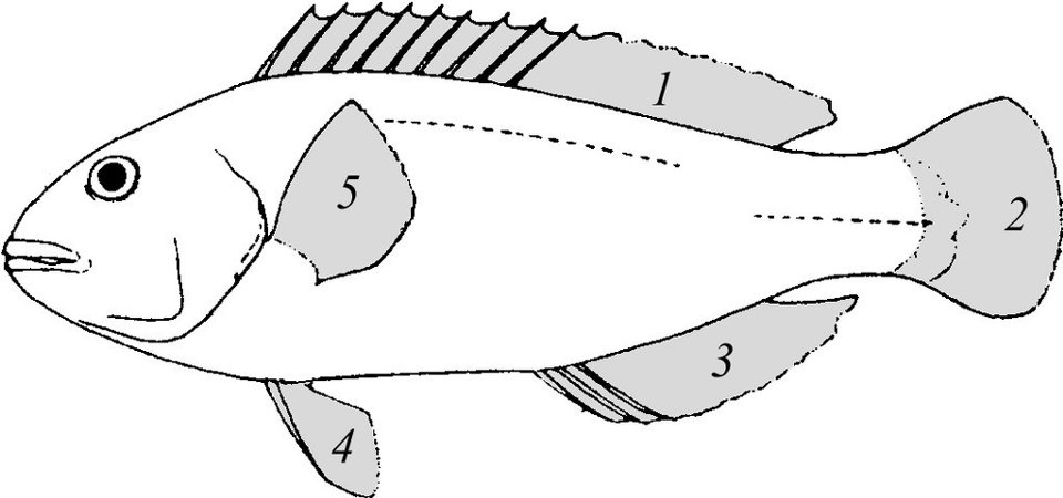 peraje - Hrvatska enciklopedija