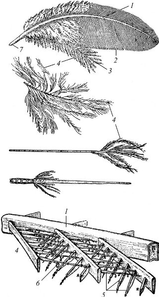 perje - Hrvatska enciklopedija