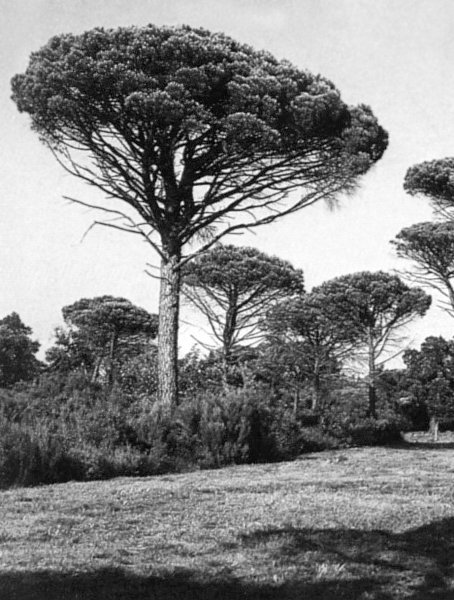 pinj - Hrvatska enciklopedija