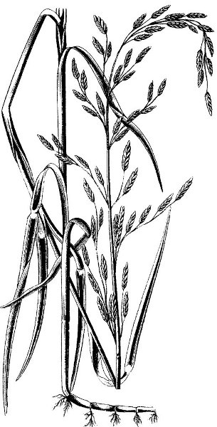 pirevina - Hrvatska enciklopedija