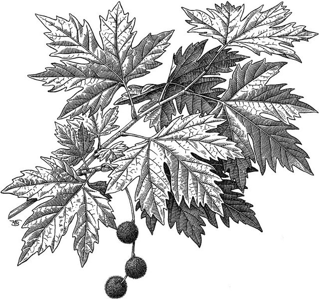 platana - Hrvatska enciklopedija