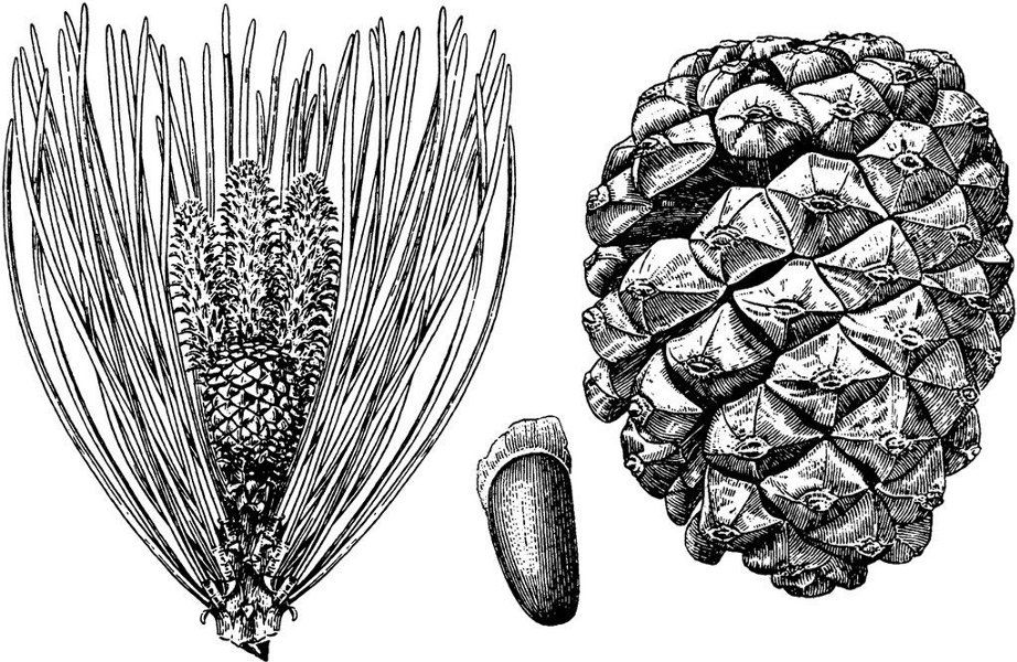 pinj - Hrvatska enciklopedija