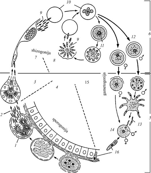 plazmodij - Hrvatska enciklopedija