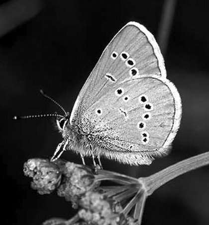 plavci - Hrvatska enciklopedija