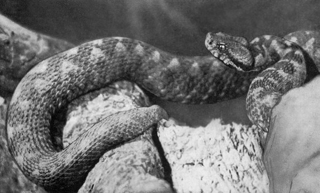 poskok - Hrvatska enciklopedija