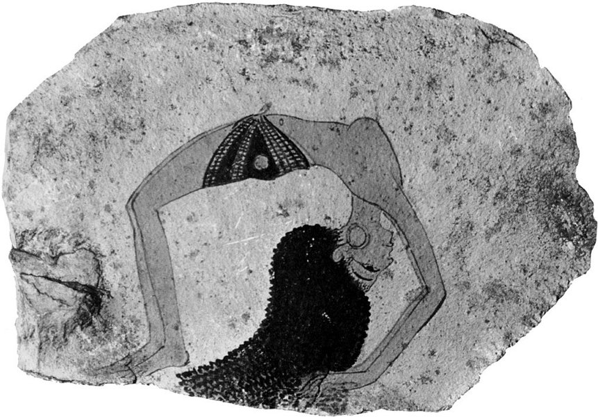 ples - Hrvatska enciklopedija