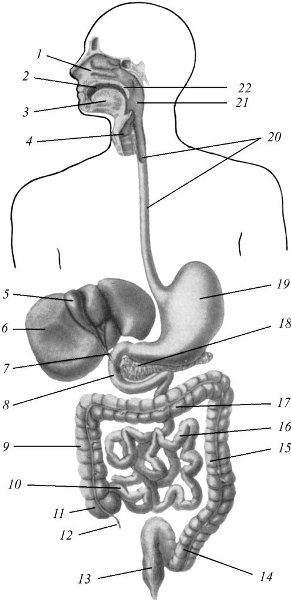 probavni organi - Hrvatska enciklopedija