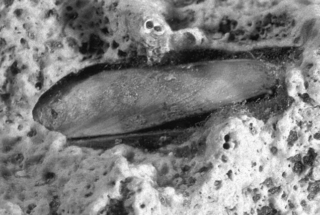 prstac - Hrvatska enciklopedija