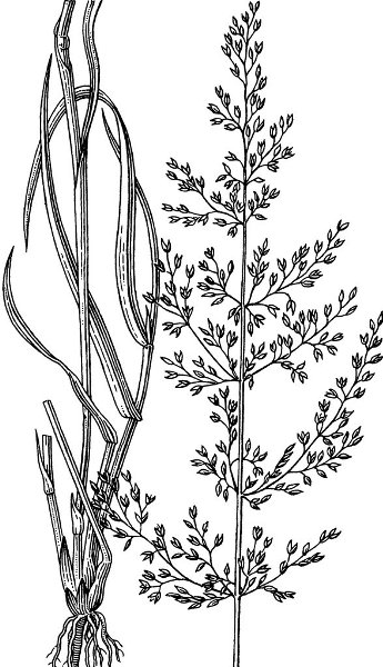 rosulja - Hrvatska enciklopedija