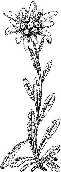 runolist - Hrvatska enciklopedija