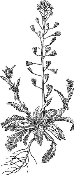 rusomača - Hrvatska enciklopedija